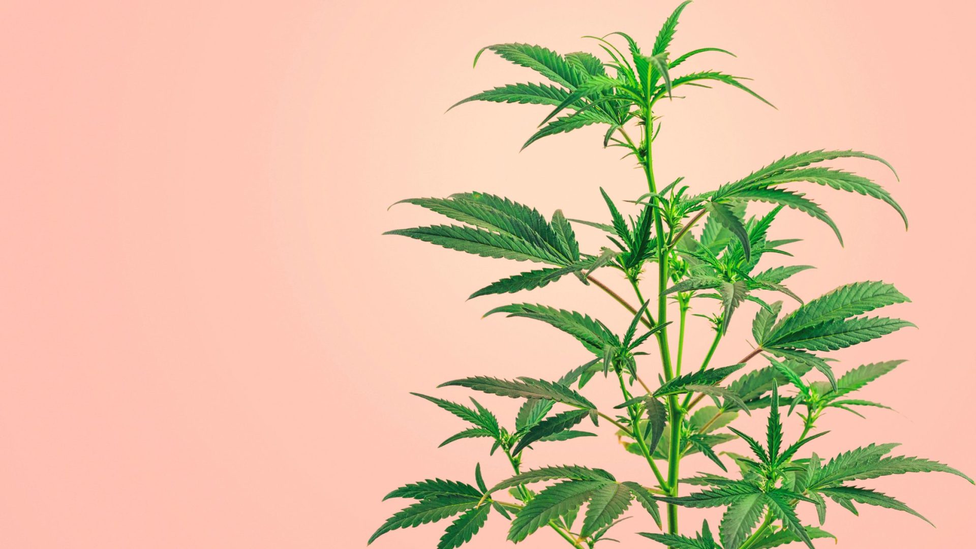 Marijuana for Social Anxiety | Calming Support & Relief